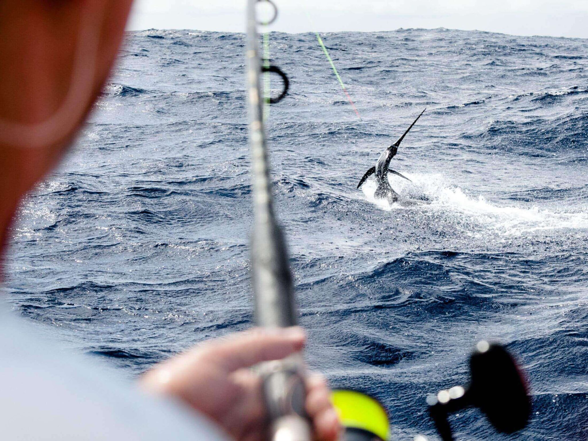 Species You Can Find Fishing in Cancun - The Sailing Brothers